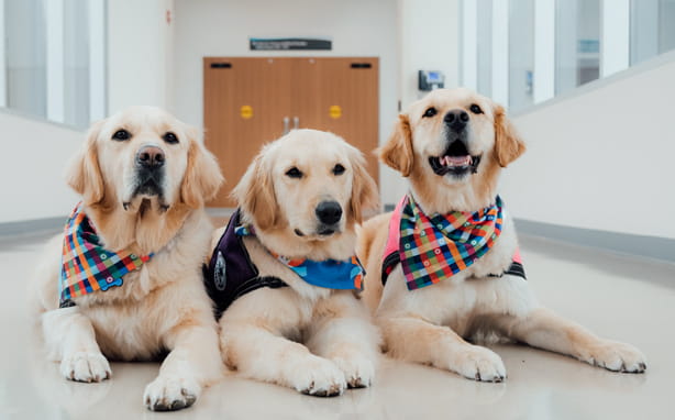 Reducing Patient Restraints With Facility Dogs